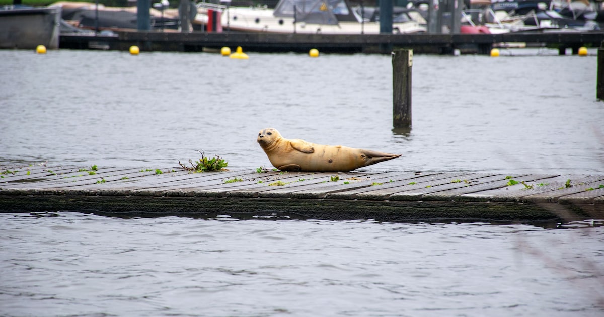 Zeehond in Amsterdam: Hoe komt die hier? En is ie niet gevaarlijk ...