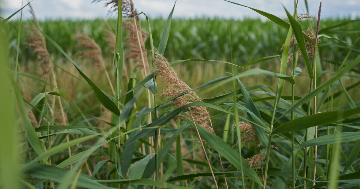 Nog een verdachte opgepakt in onderzoek naar dood Sherwin Peterhof, die ...