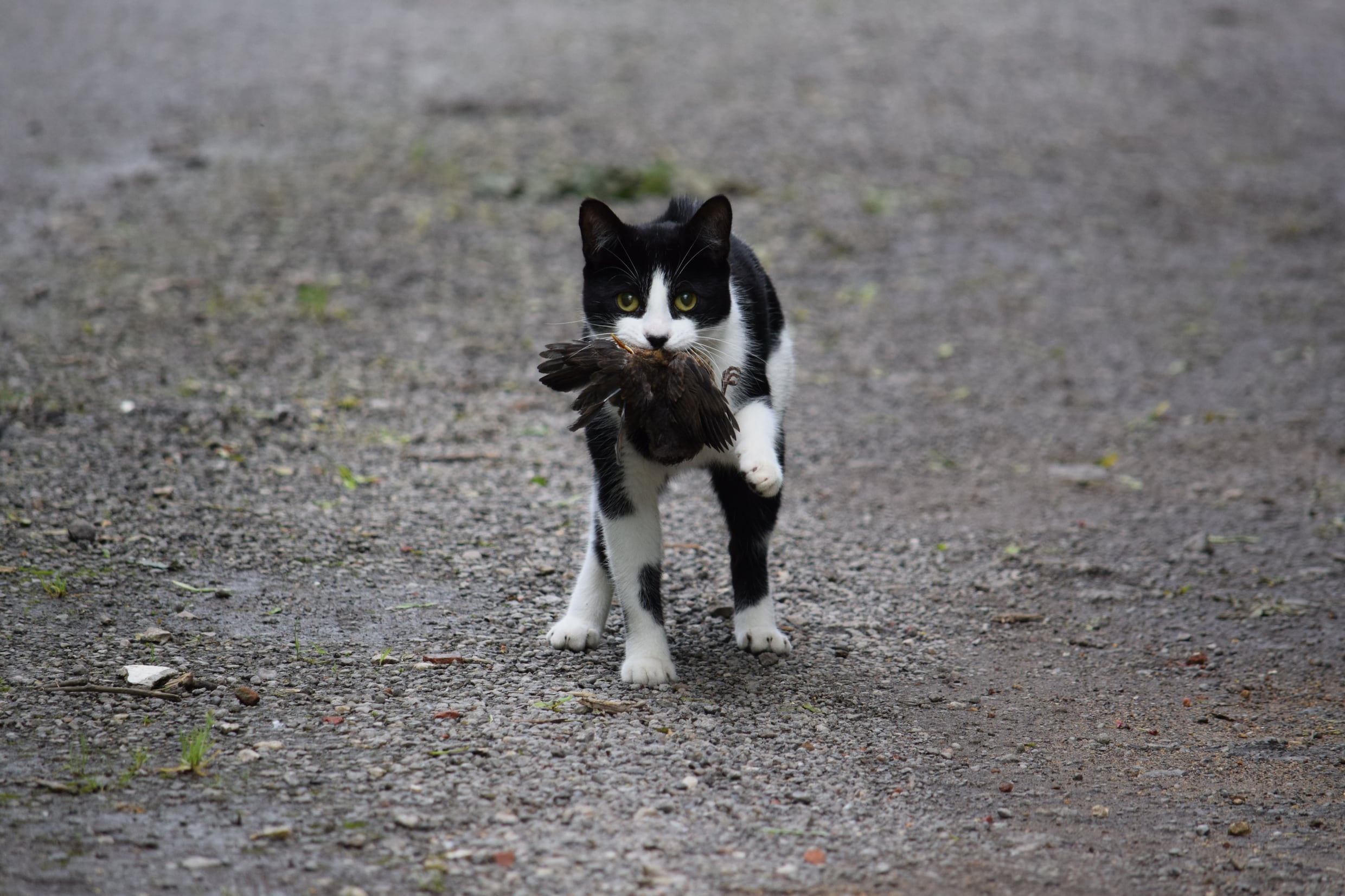 Moet huiskat verplicht binnen blijven om vogels en andere dieren te ...