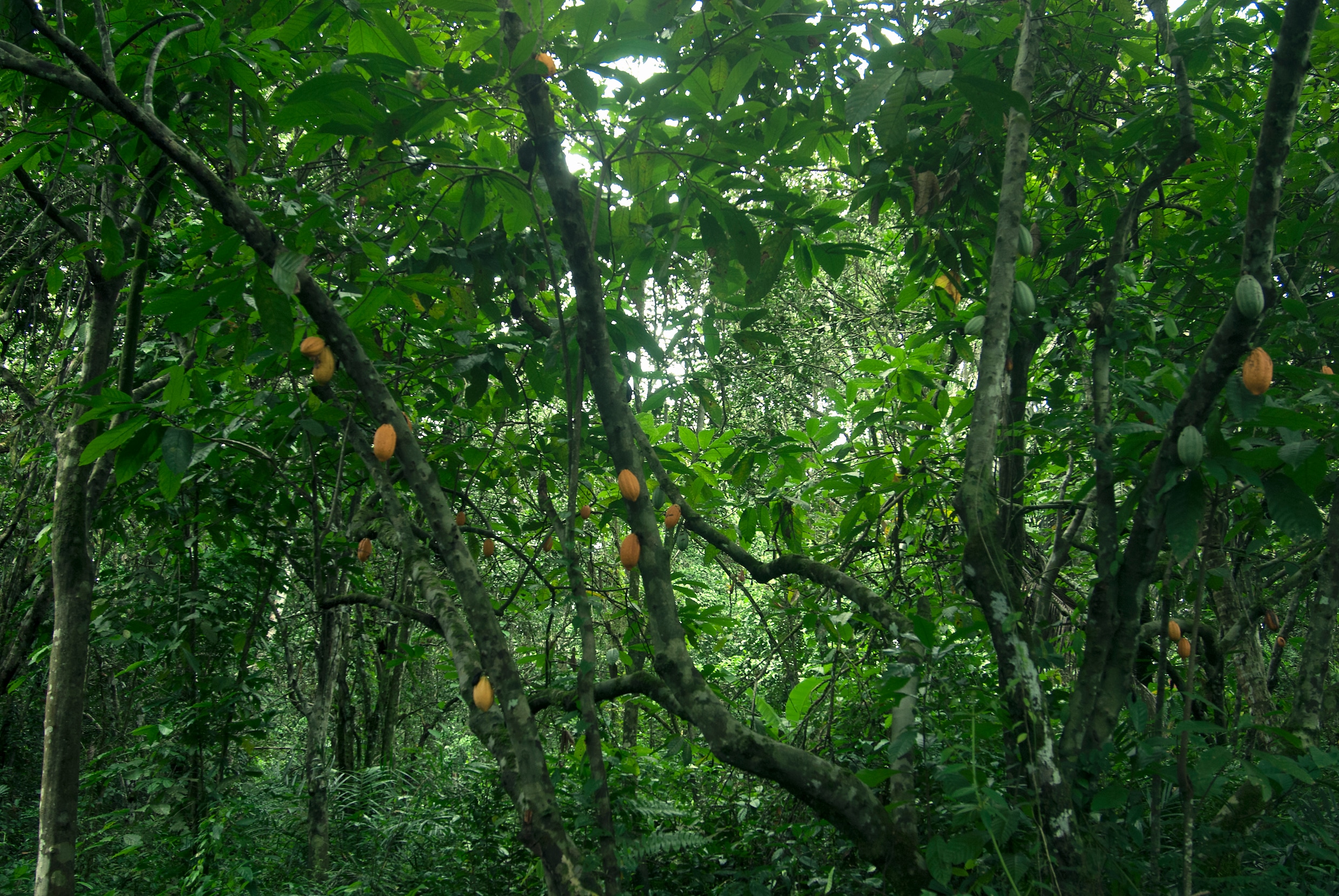 Cacaokoorts leidt in Liberia tot verwoesting van het woud | Het Parool