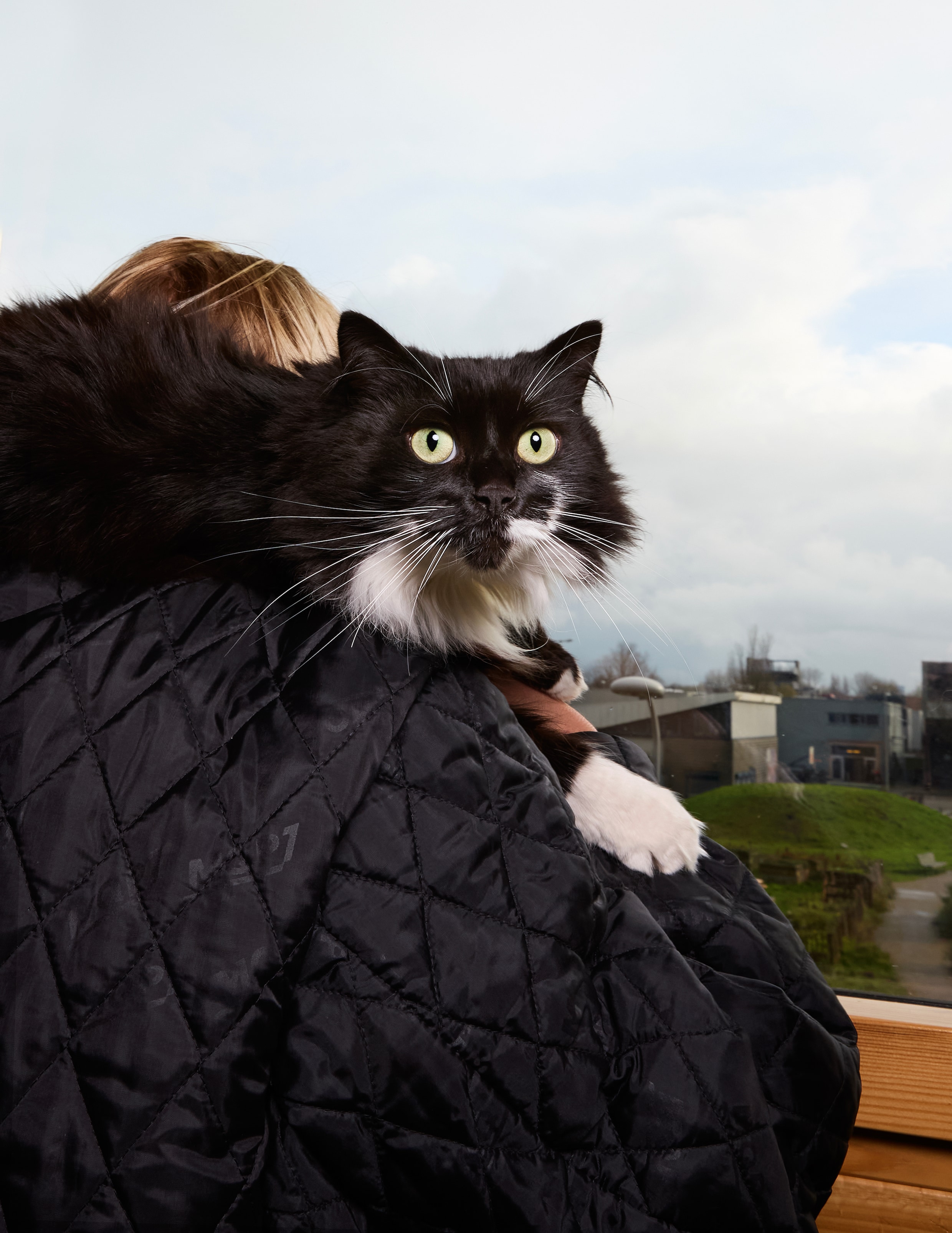 Kat Mike wil graag naar buiten: ‘Hij heeft zich meerdere keren uit het ...