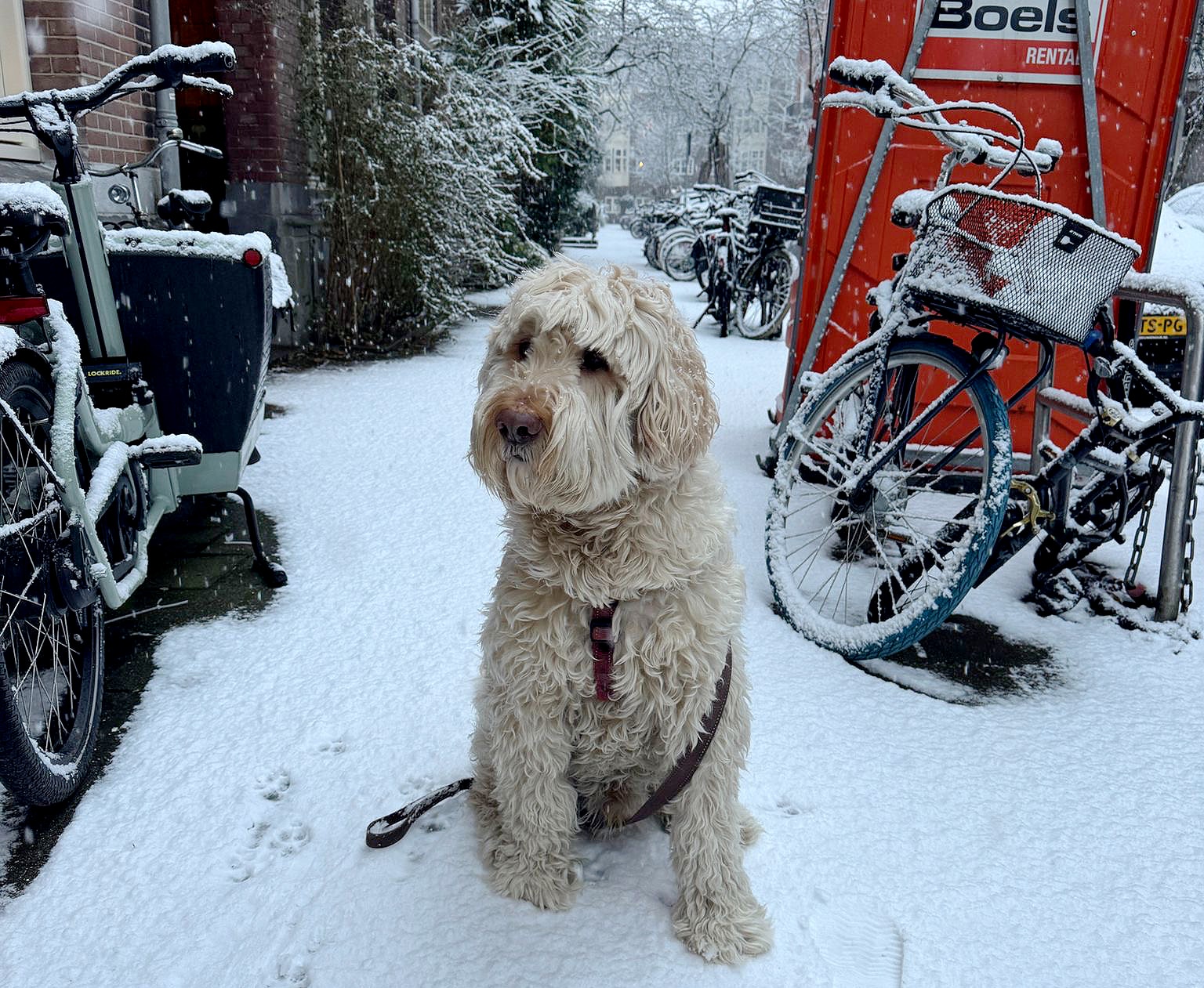 In beeld: de mooiste lezersfoto’s van besneeuwd Amsterdam | Het Parool