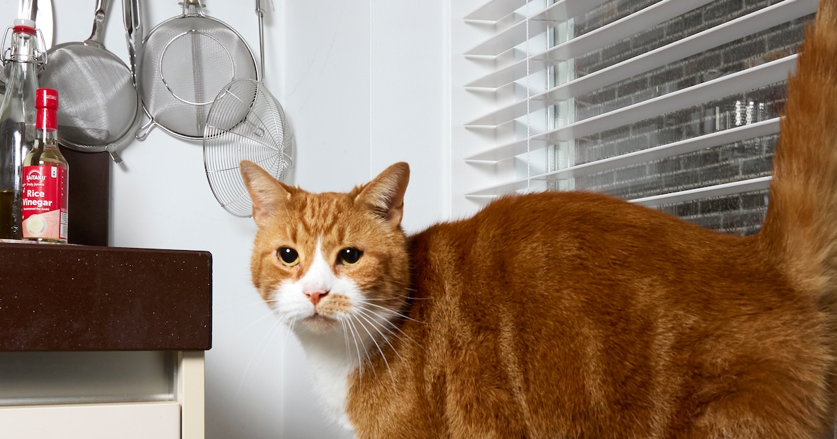 Huiskat Churchill is het gelukkigst als de vloerverwarming aanstaat ...
