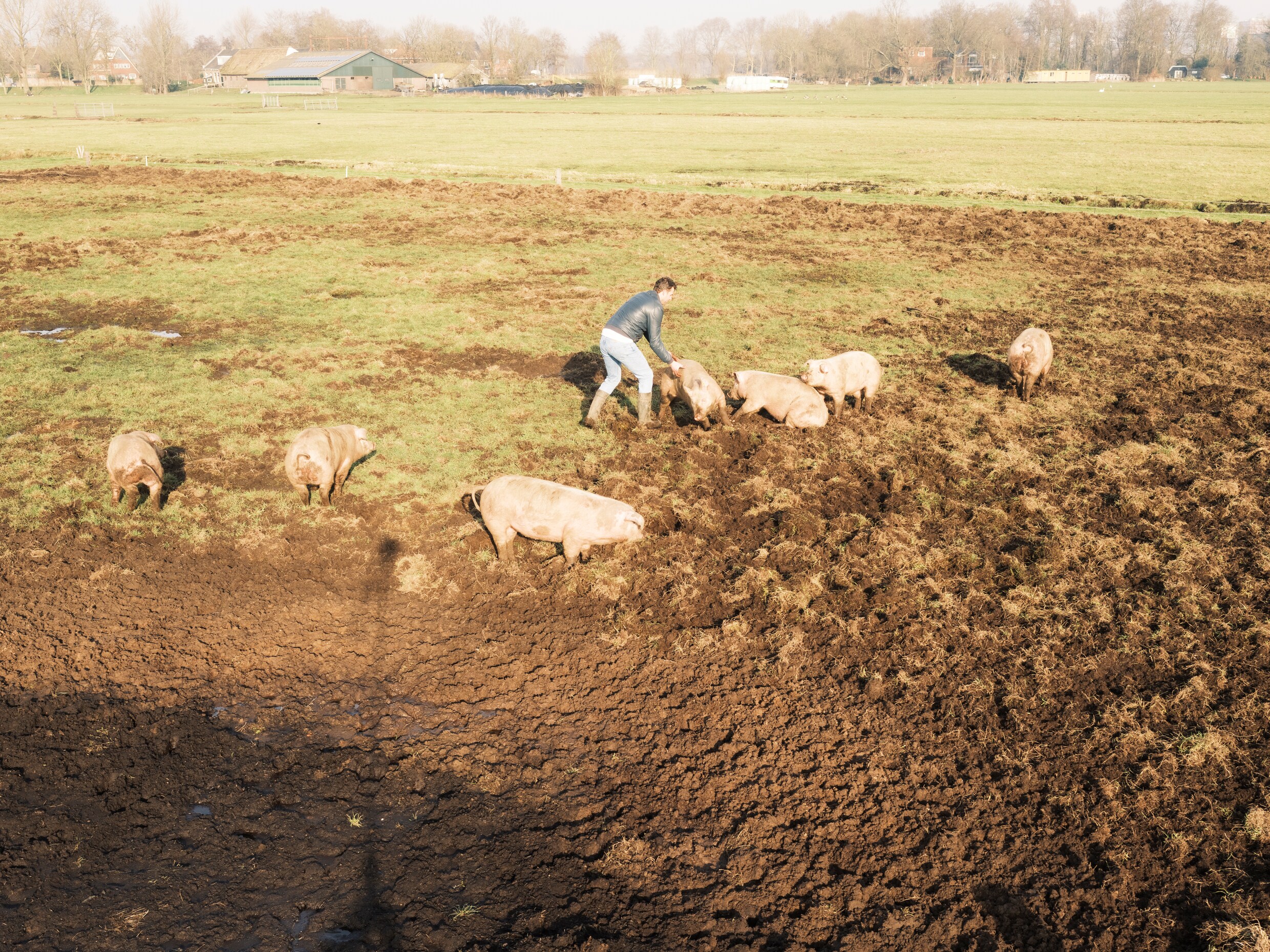 Bij Amsterdamse stadsboer Dirk Koolen scharrelen de varkens vrij rond ...