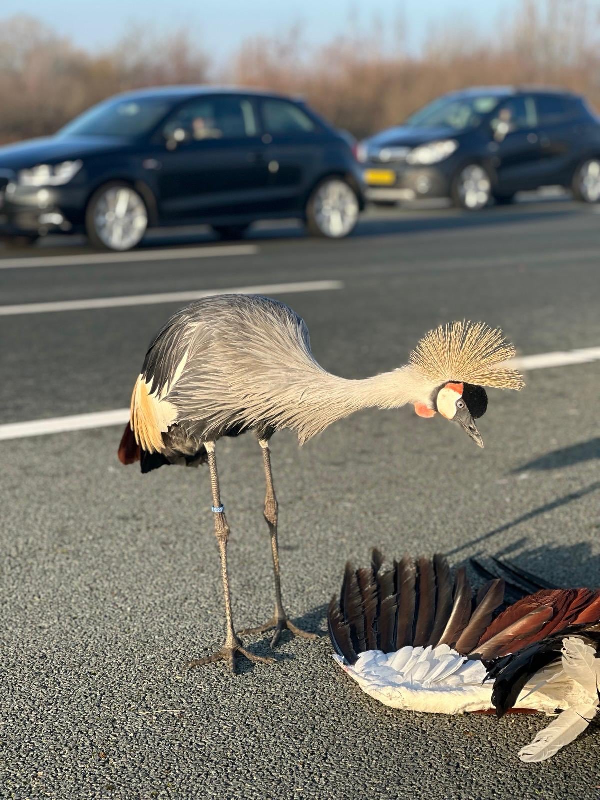 Het gaat beter met de rouwende kroonkraanvogel die na ongeluk op A2 ...