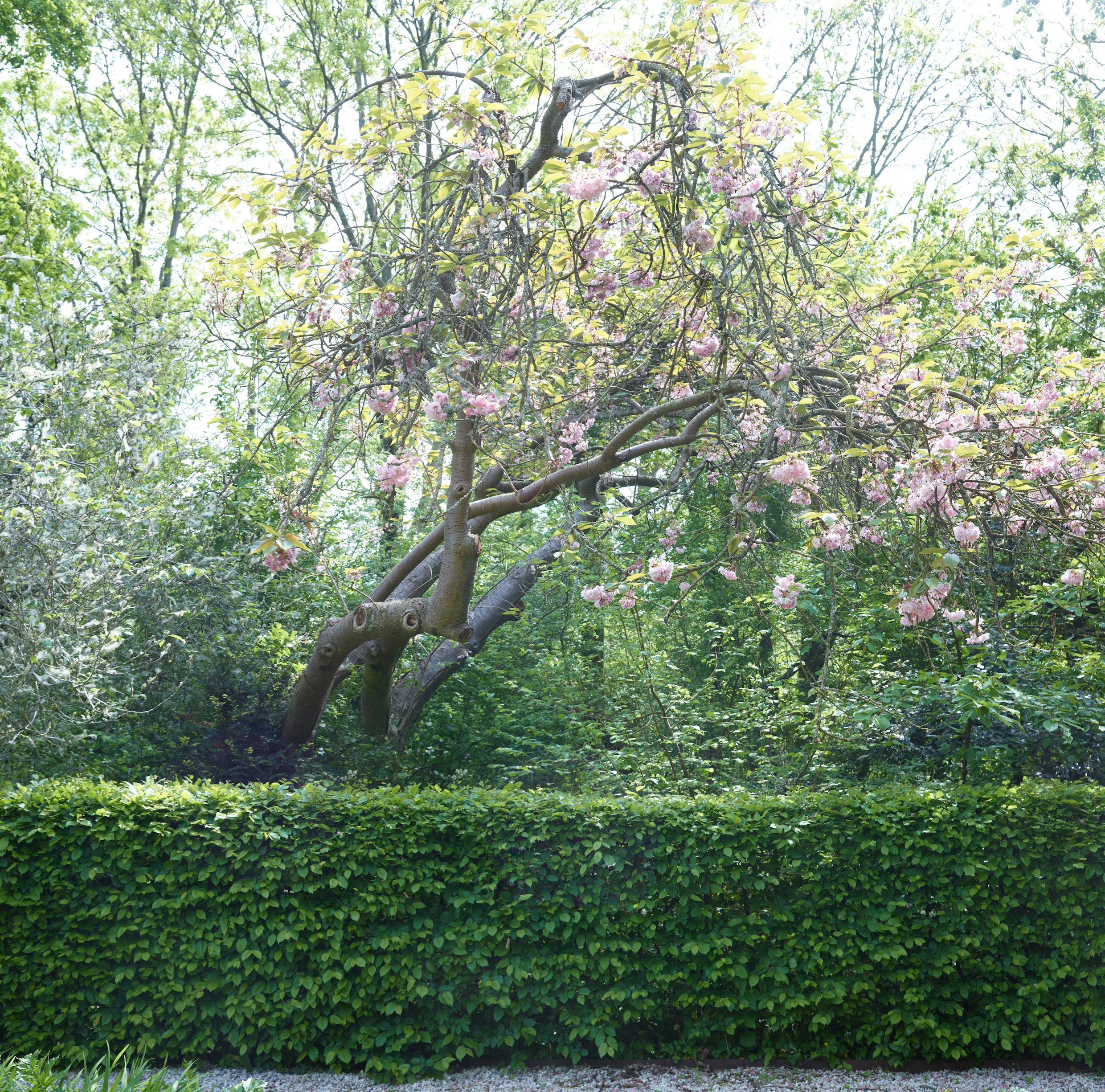 Bomenconsulent Hans Kaljee kiest zijn drie favoriete Amsterdamse bomen ...