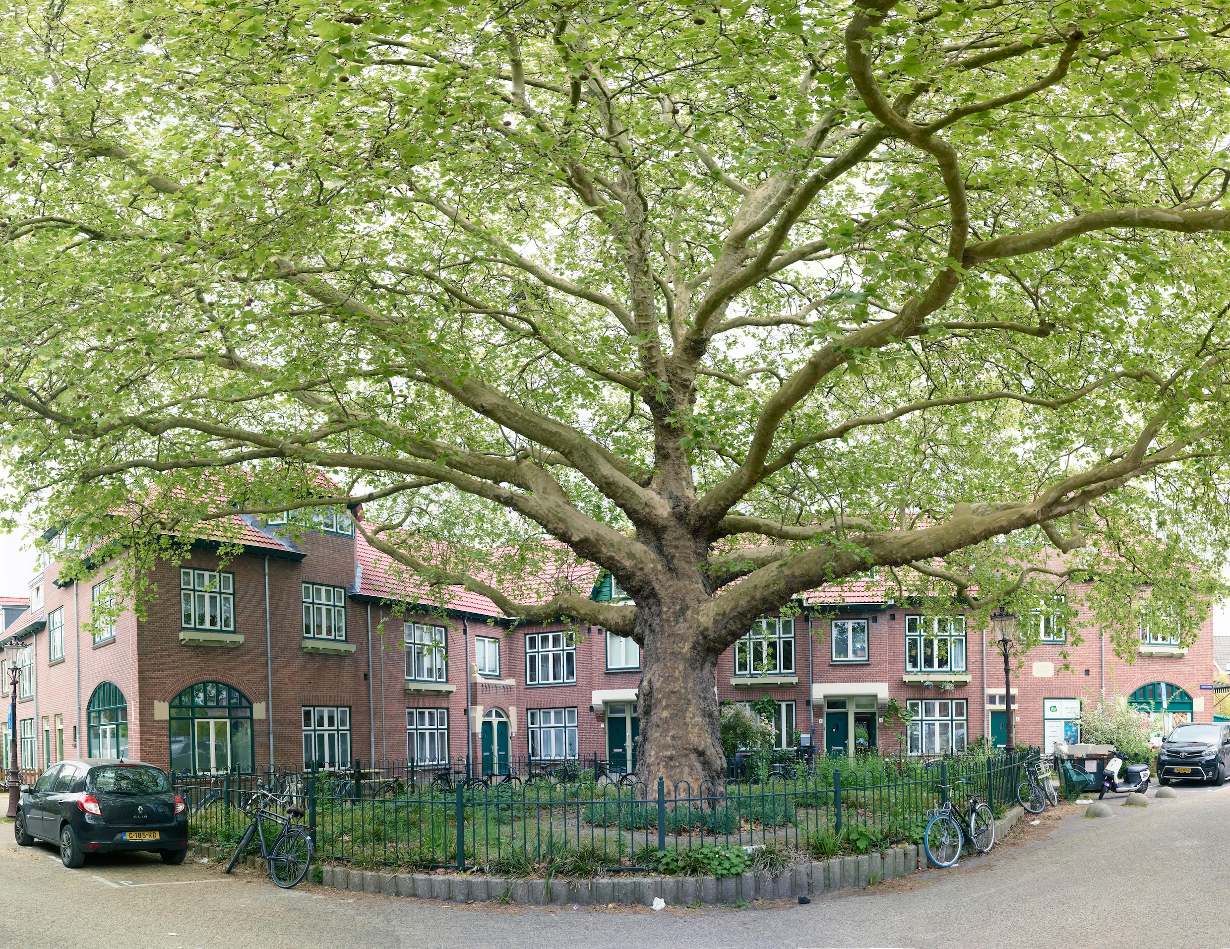 De favoriete bomen van Paroollezers: ‘Deze boom zorgt voor een beetje ...