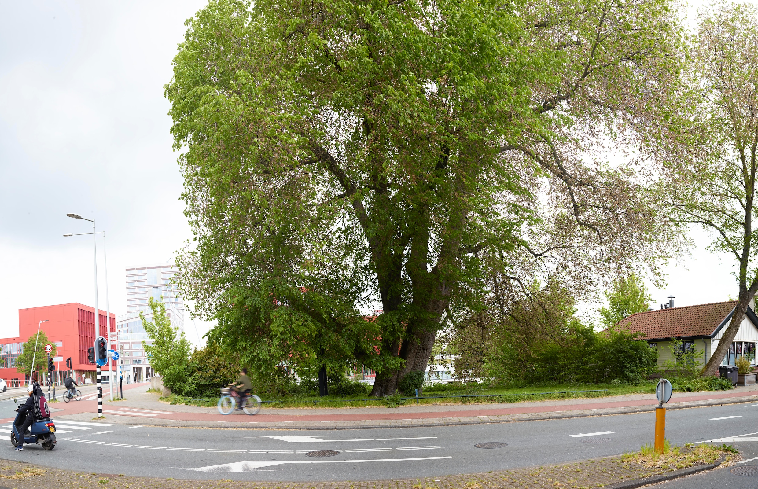 Bomenconsulent Hans Kaljee kiest zijn drie favoriete Amsterdamse bomen ...