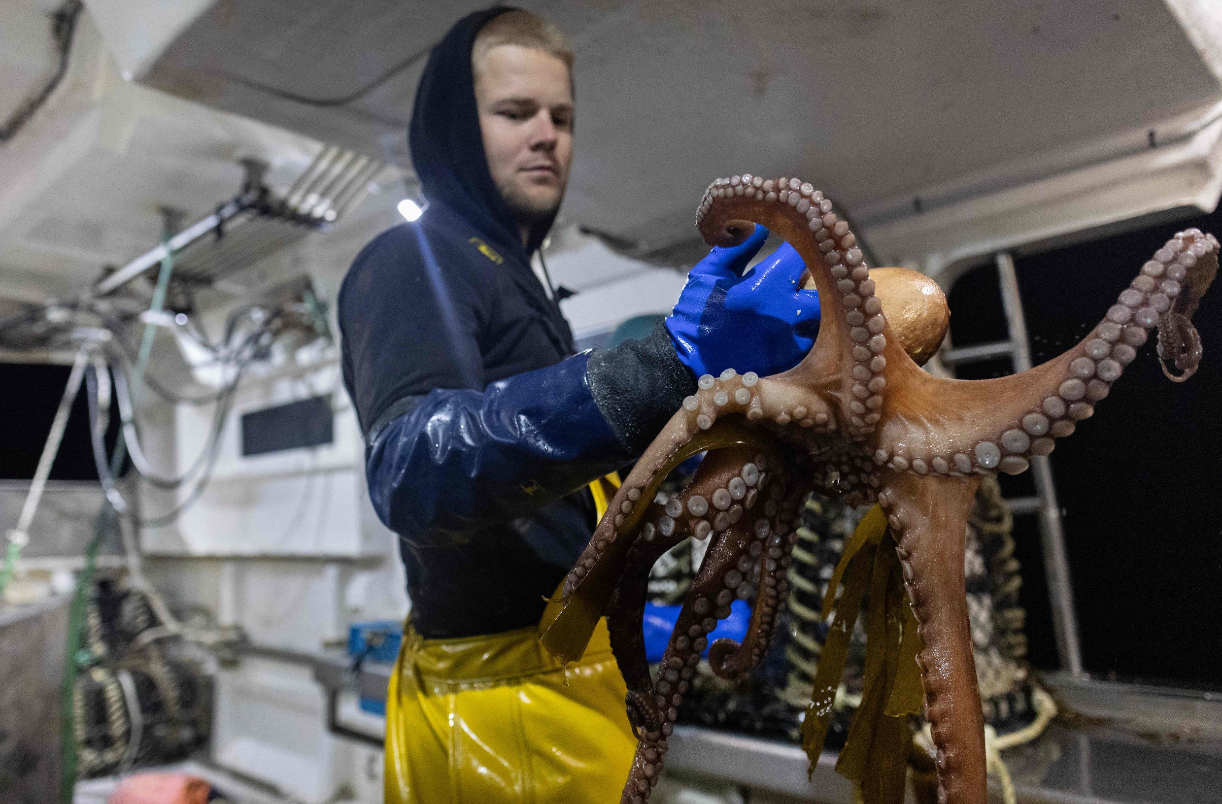 Octopus rukt op: Noordzee is nieuwe woonplaats voor dit intelligentste ...