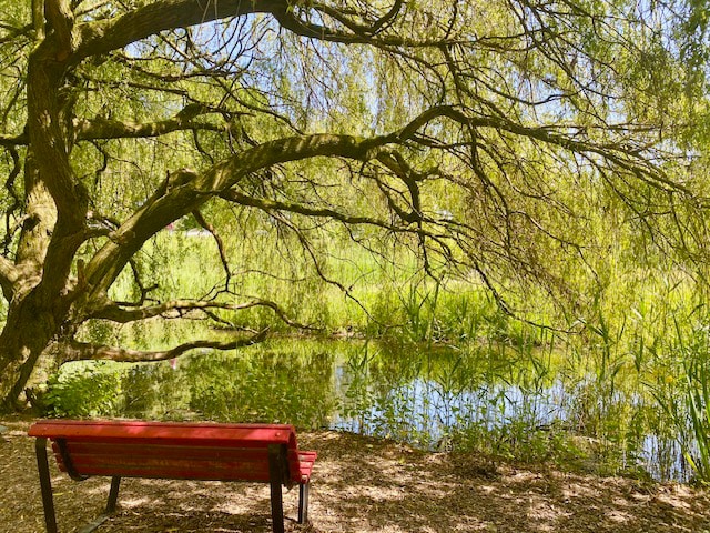 De favoriete bomen van Paroollezers: ‘Deze boom zorgt voor een beetje ...