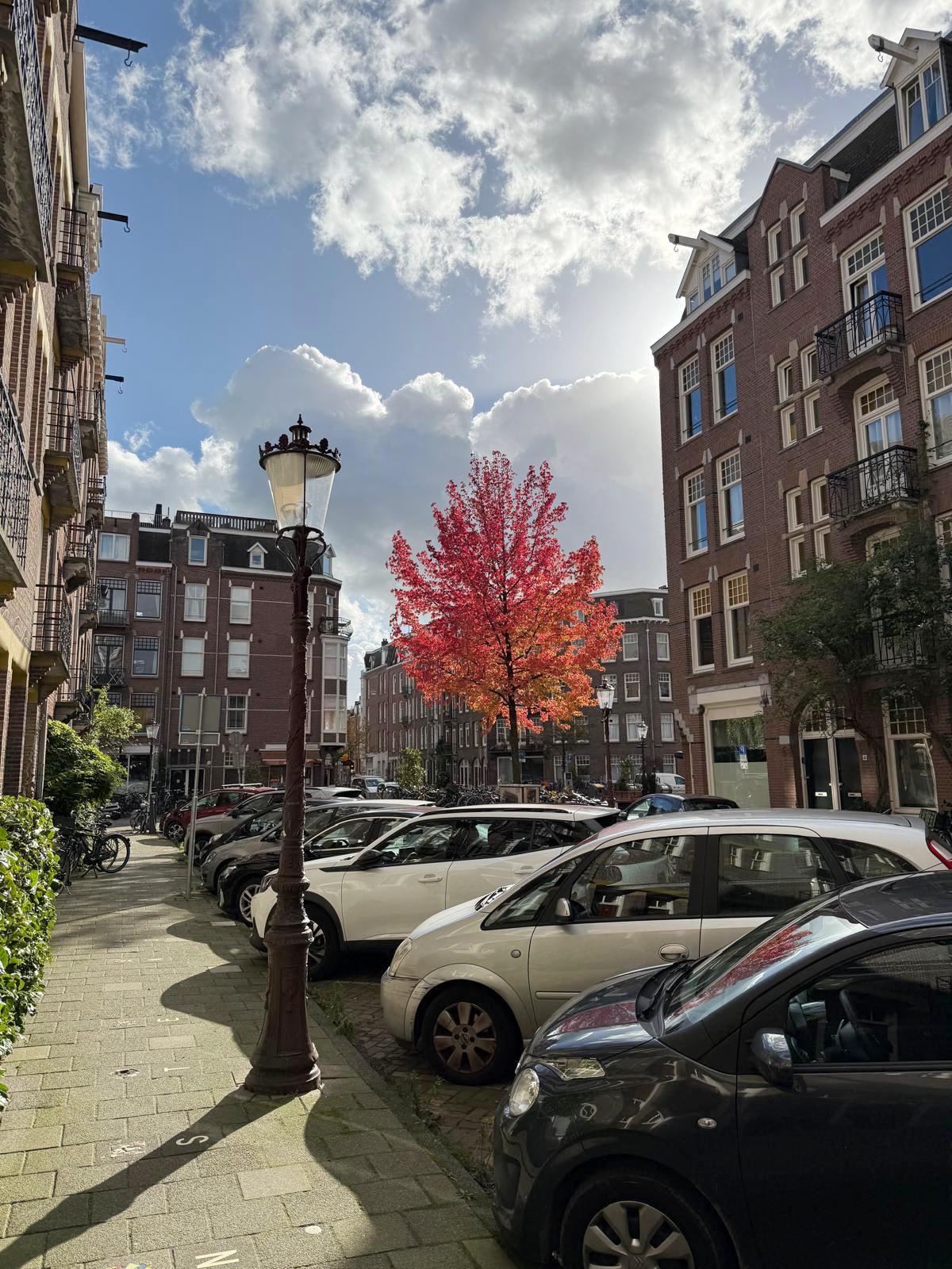 De favoriete bomen van Paroollezers: ‘Deze boom zorgt voor een beetje ...