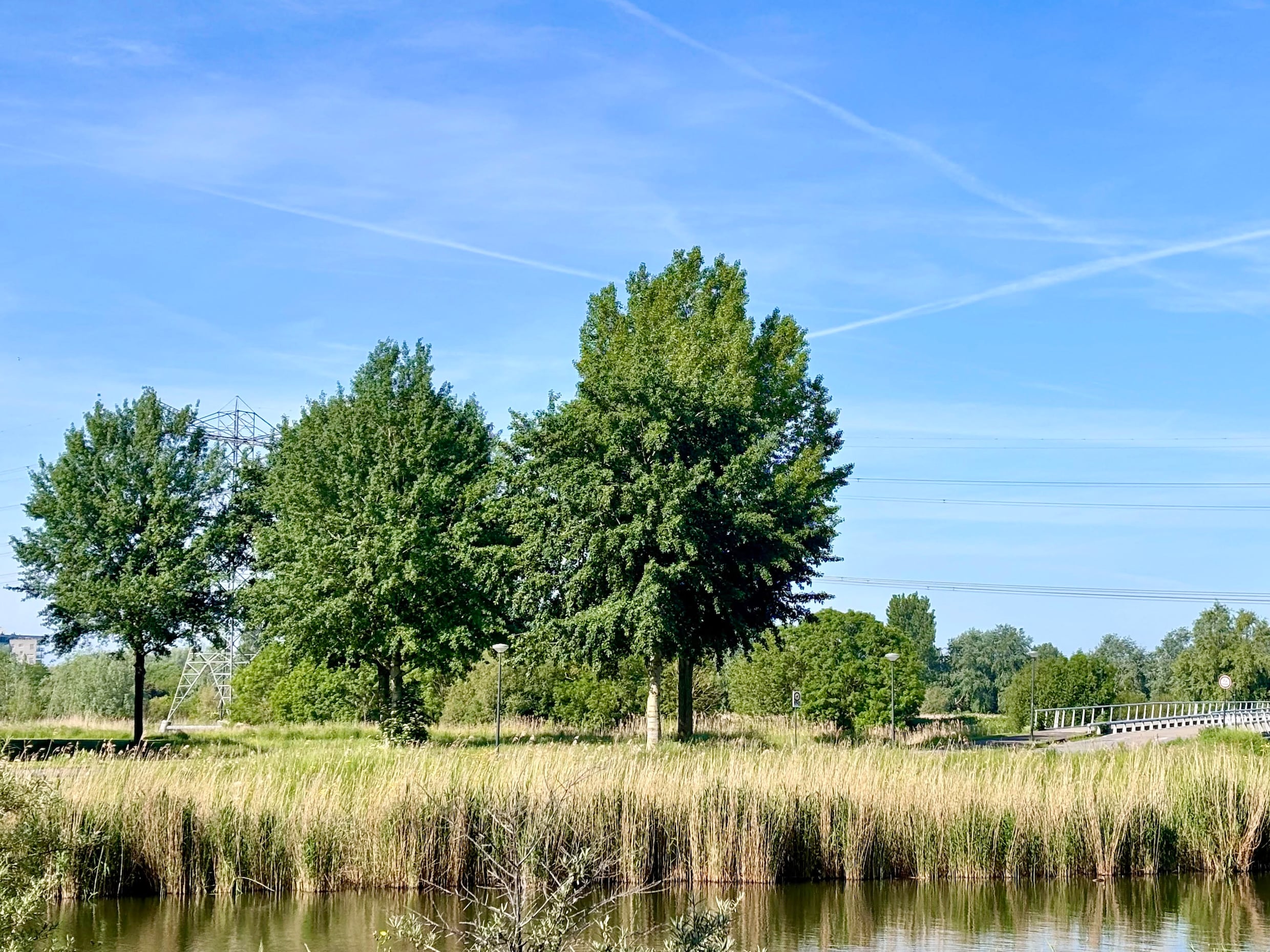 De favoriete bomen van Paroollezers: ‘Deze boom zorgt voor een beetje ...