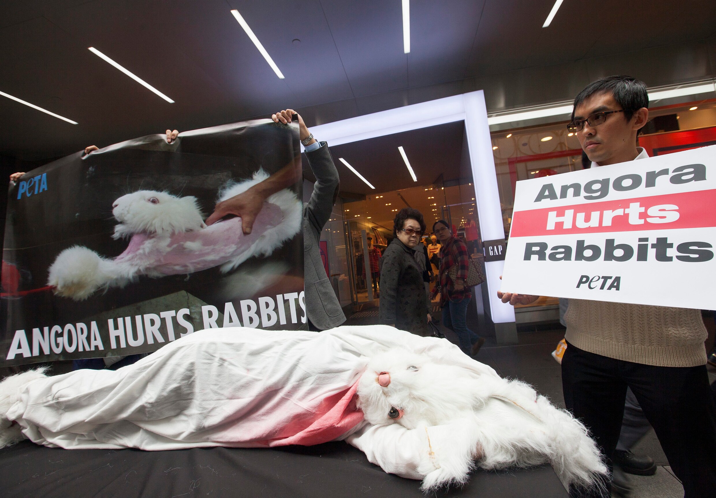 Nederland wil aanpak levend plukken angorakonijnen | Het Parool