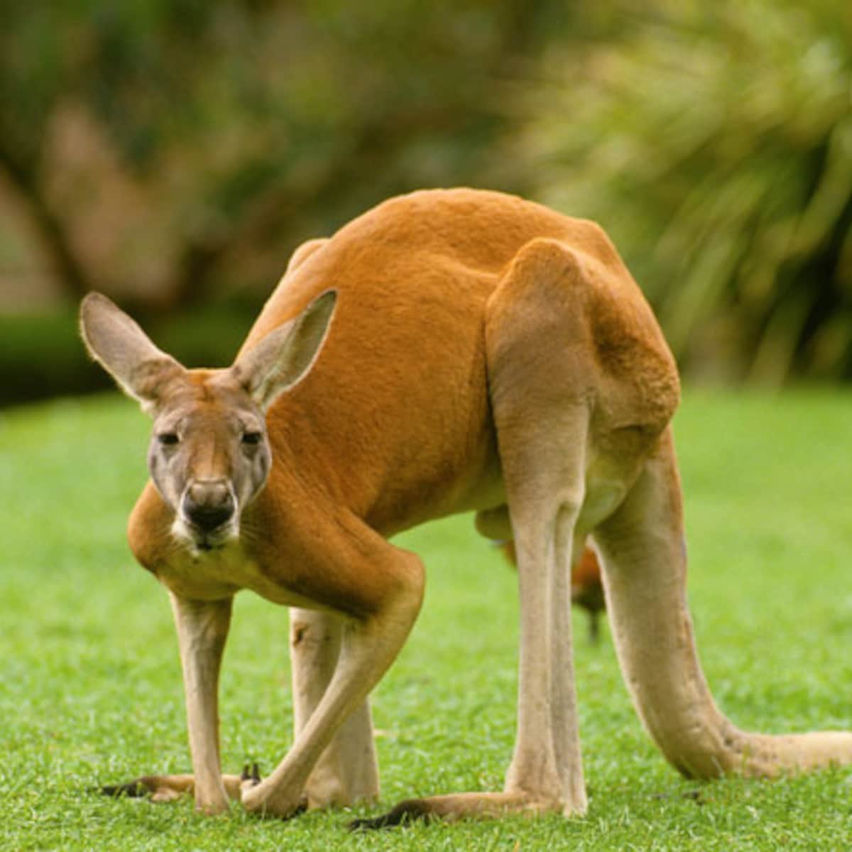 Kangoeroe Gevecht Agressieve Kangoeroe Terroriseert Australisch Stadje