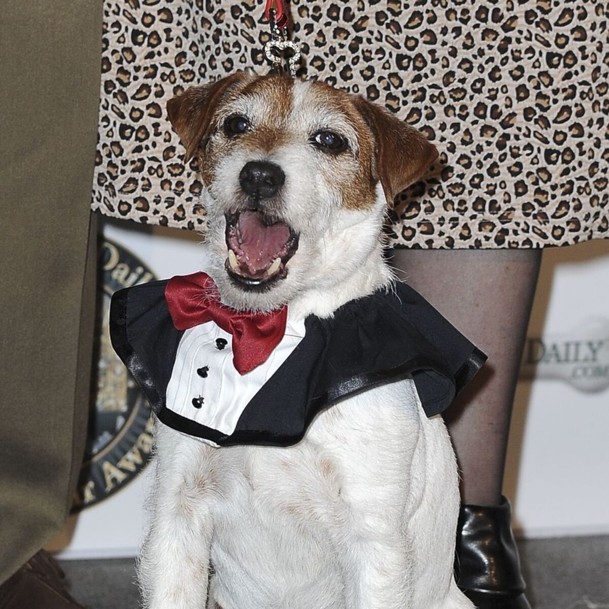 Uggie L'artiste The Artist Hond Uggie Overleden | Films & Series