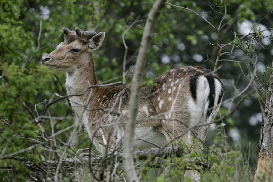 Damherthek in Waterleidingduinen komt er nog dit jaar | Het Parool