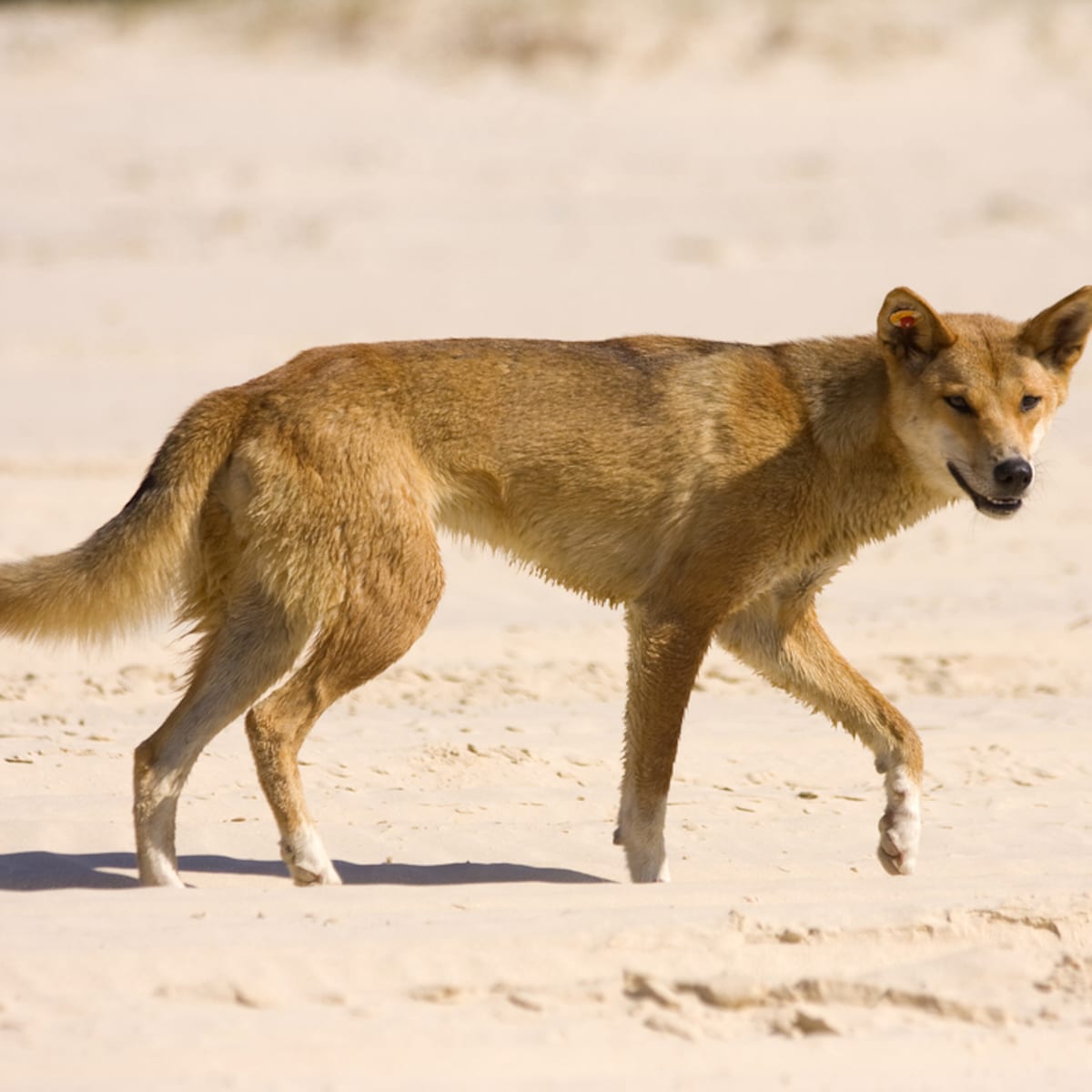 Dingo Hond