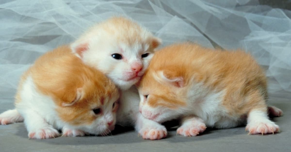 Kittens sterven voor de poort van asiel | Het Parool