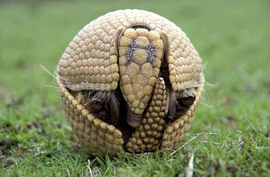 Gordeldier wordt mascotte van WK in Brazilië | Het Parool