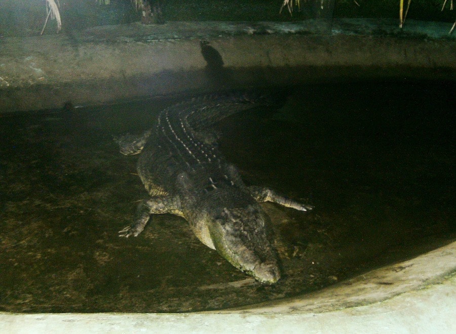 Grootste krokodil in gevangenschap dood | Het Parool