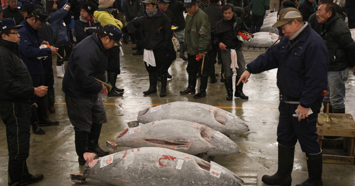 Reuzentonijn van 415 kilo gevangen | Het Parool