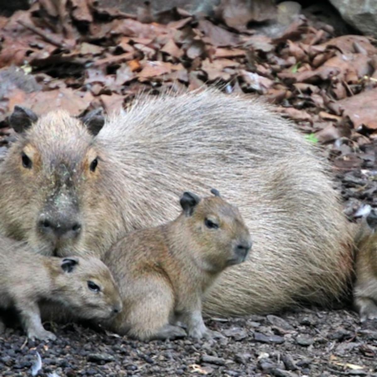 Capibara Bambino Capybaras Afbeeldingen, Stockfoto's En Afbeeldingen