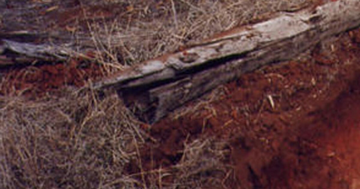 Levend begraven meisje weet uit graf te ontsnappen | Het Parool