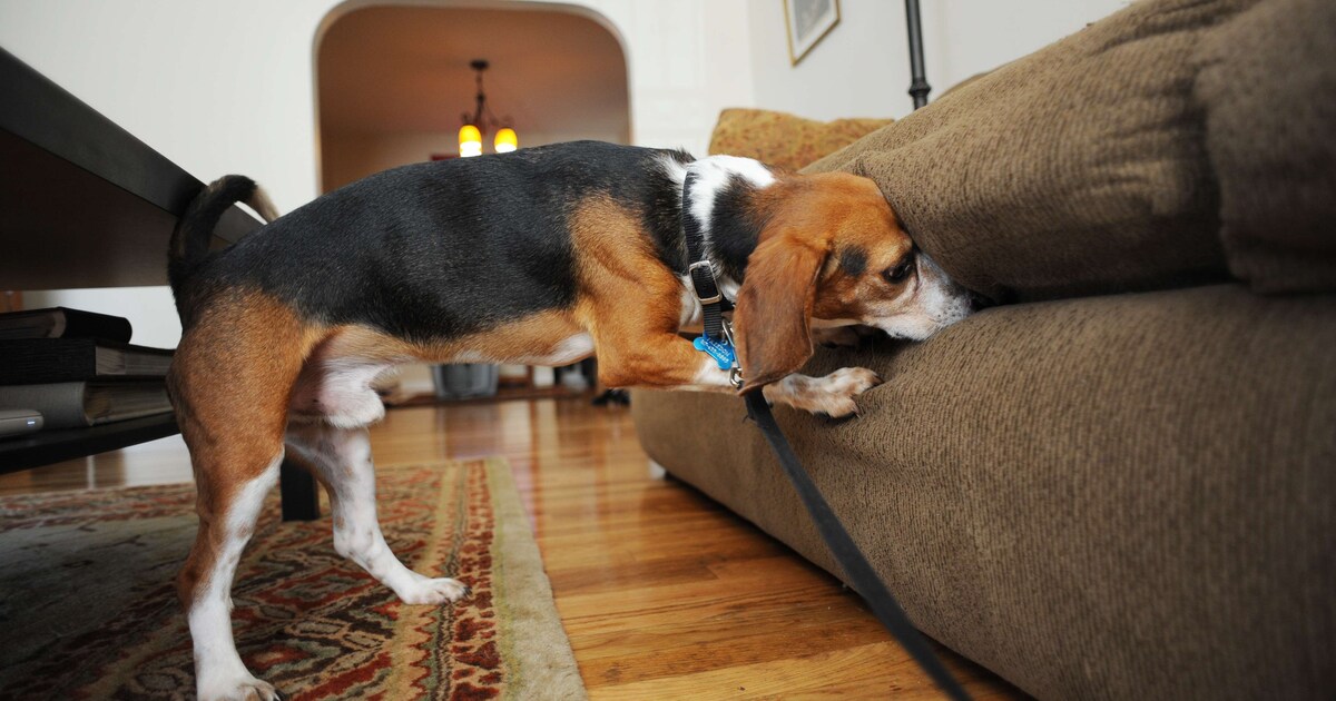 Hond spoort eenvoudig ziekenhuisbacterie op | Het Parool